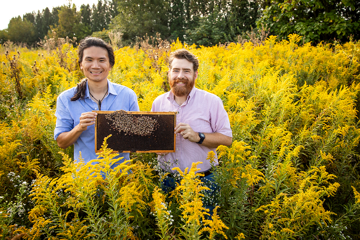 Study: Good nutrition boosts honey bee resilience against pesticides, viruses | School of ...